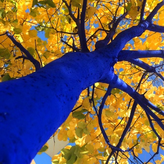 Blue Trees Environmental Art Installation - Volunteer Germantown ...
