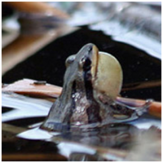 Awakening Spring: Seasonal Changes at Sawhill Ponds (Older Adults ...