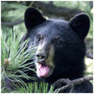 Bears Then & Now: Survival in a Changing Climate - Public Events and ...